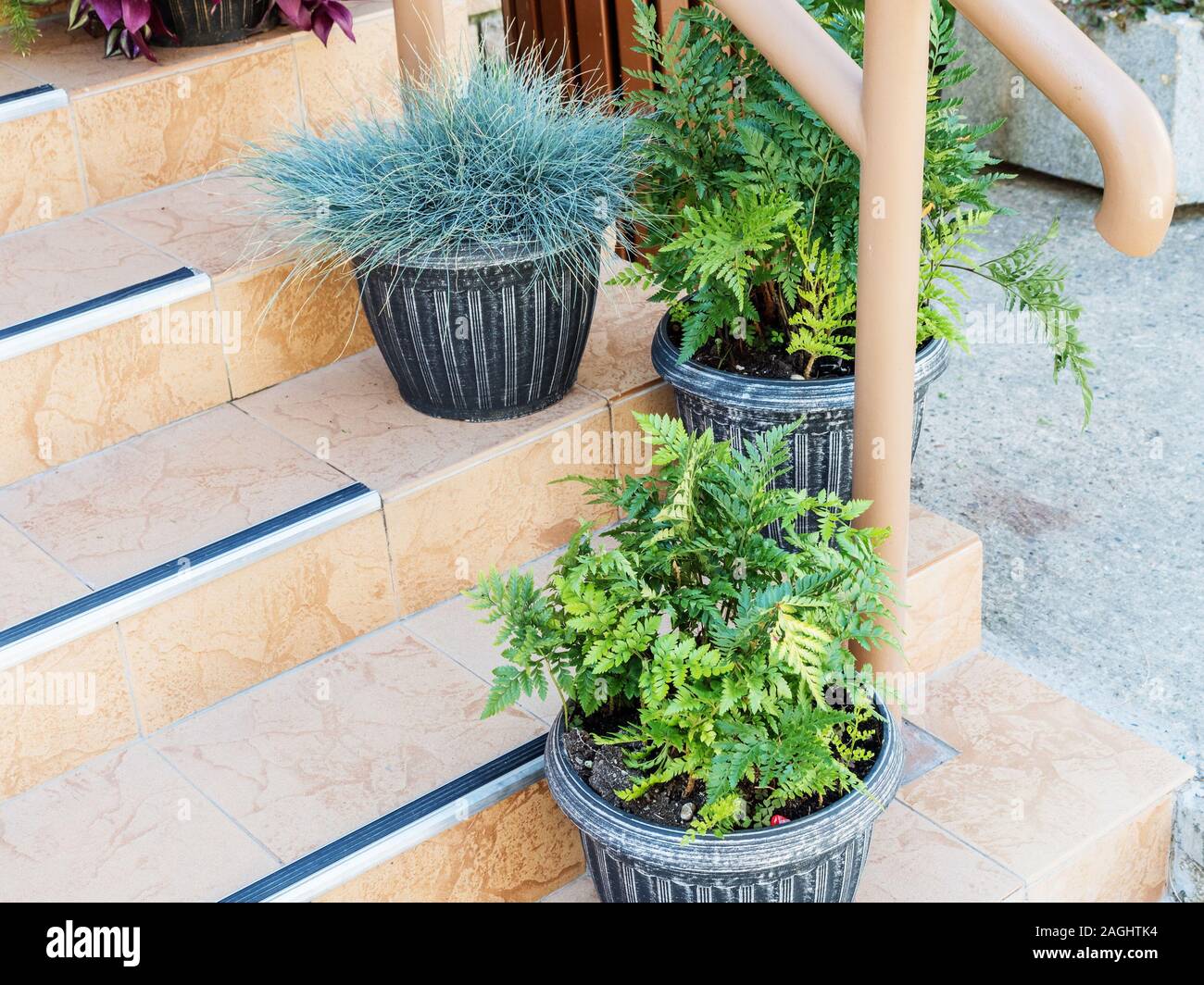 Vaso Per Piante Sui Gradini Del Giardino Immagini e Fotos Stock - Alamy