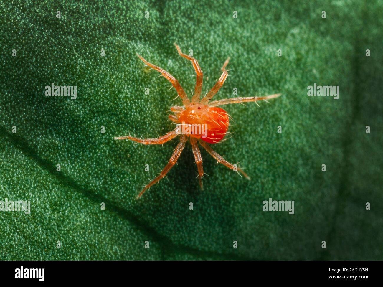 Acaro predatore immagini e fotografie stock ad alta risoluzione - Alamy