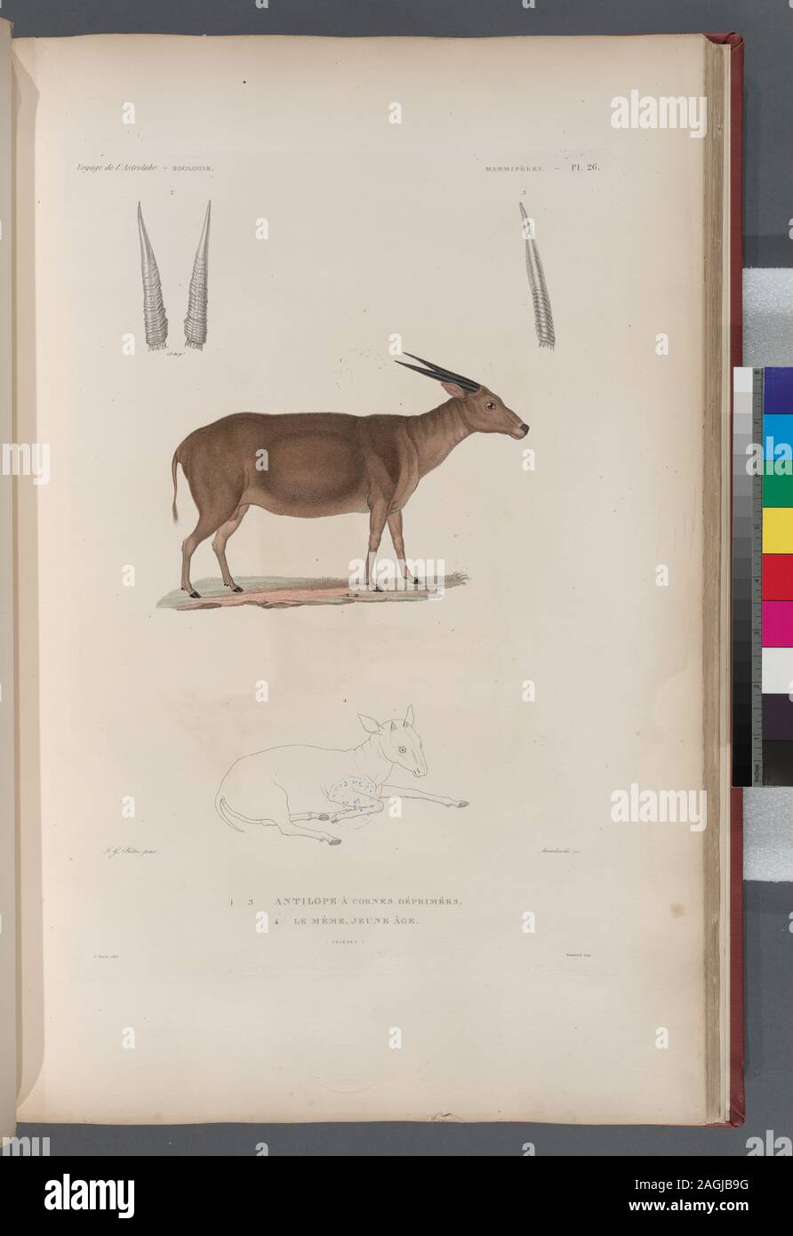 Mammifères: 1. 2. 3. Antilope à cornes déprimées; 4. Le Même, jeune âge ...