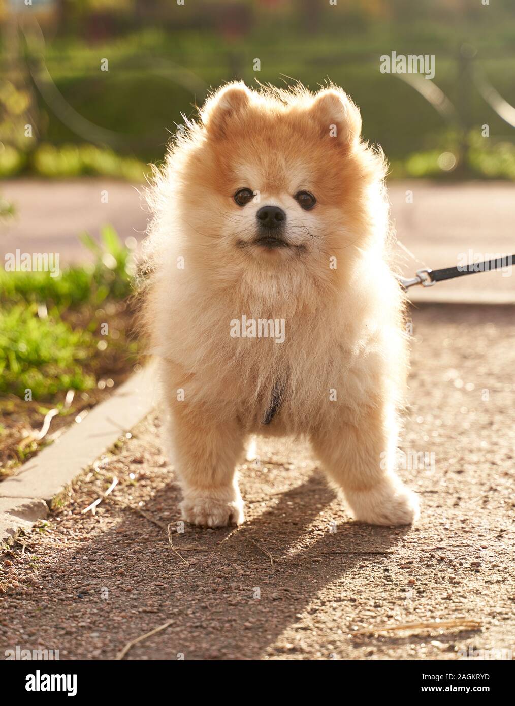 Cani Di Razza Immagini e Fotos Stock - Alamy