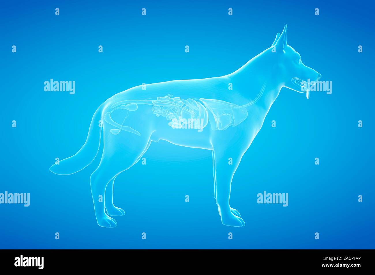 Anatomia del cane immagini e fotografie stock ad alta risoluzione - Alamy