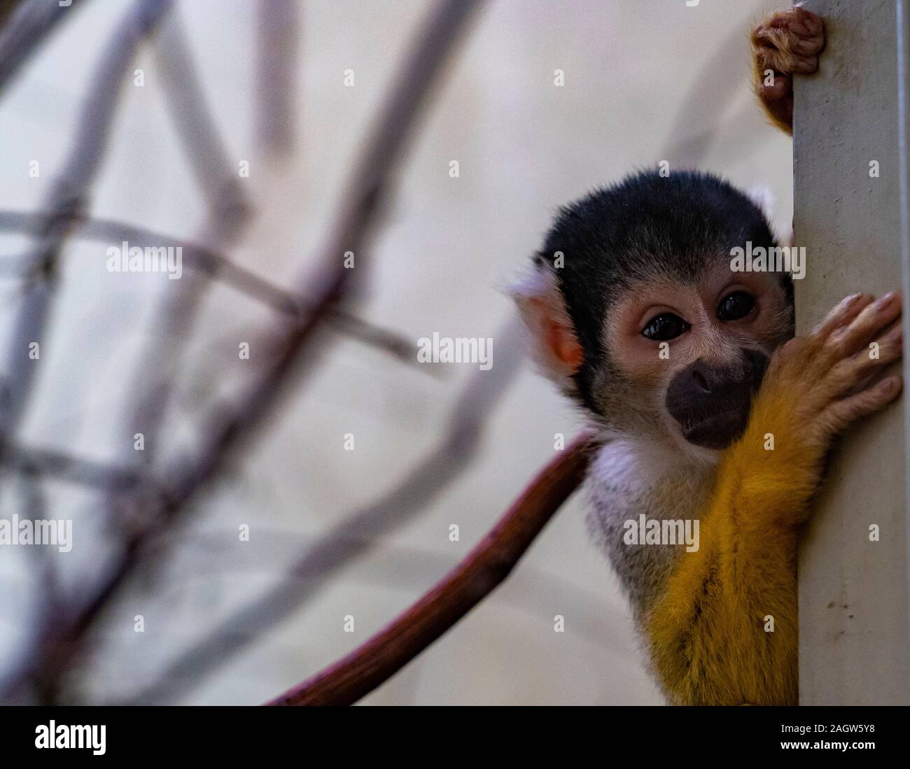 Dolce scimmia immagini e fotografie stock ad alta risoluzione - Alamy