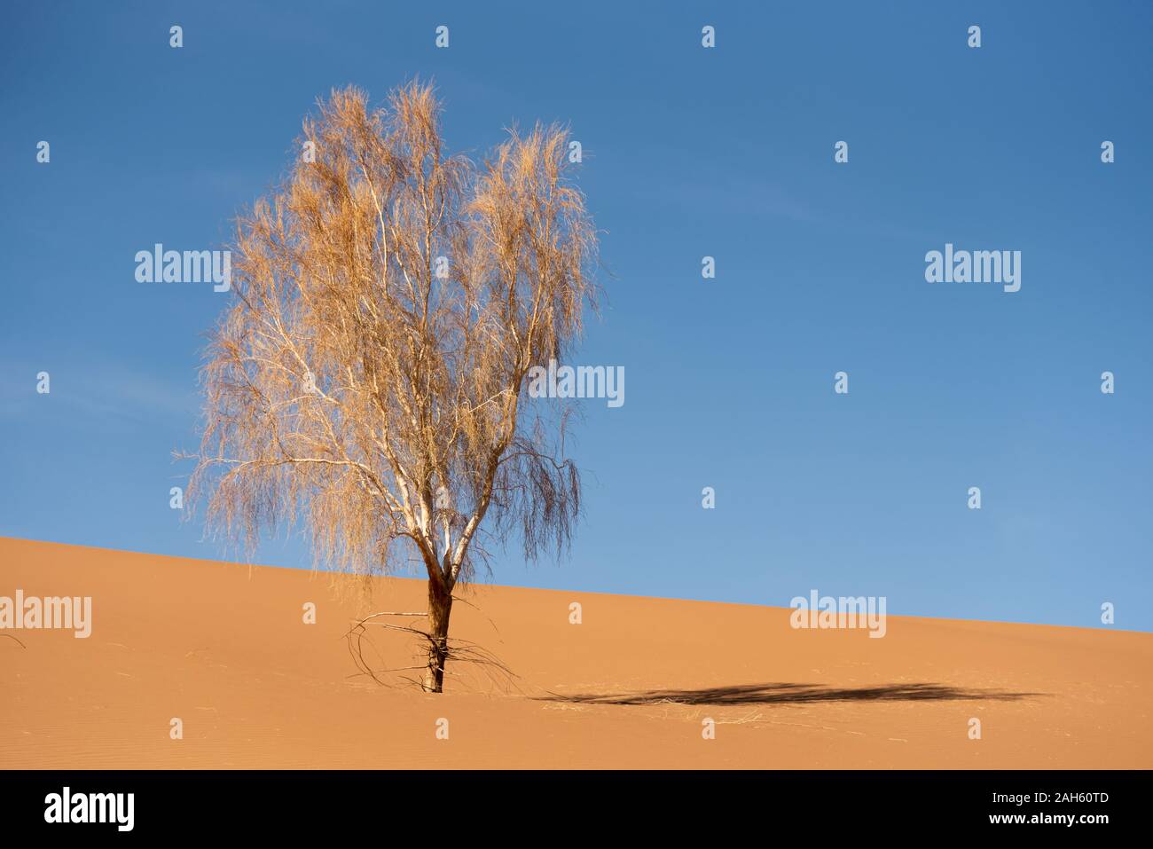 Albero di tamerici immagini e fotografie stock ad alta risoluzione - Alamy