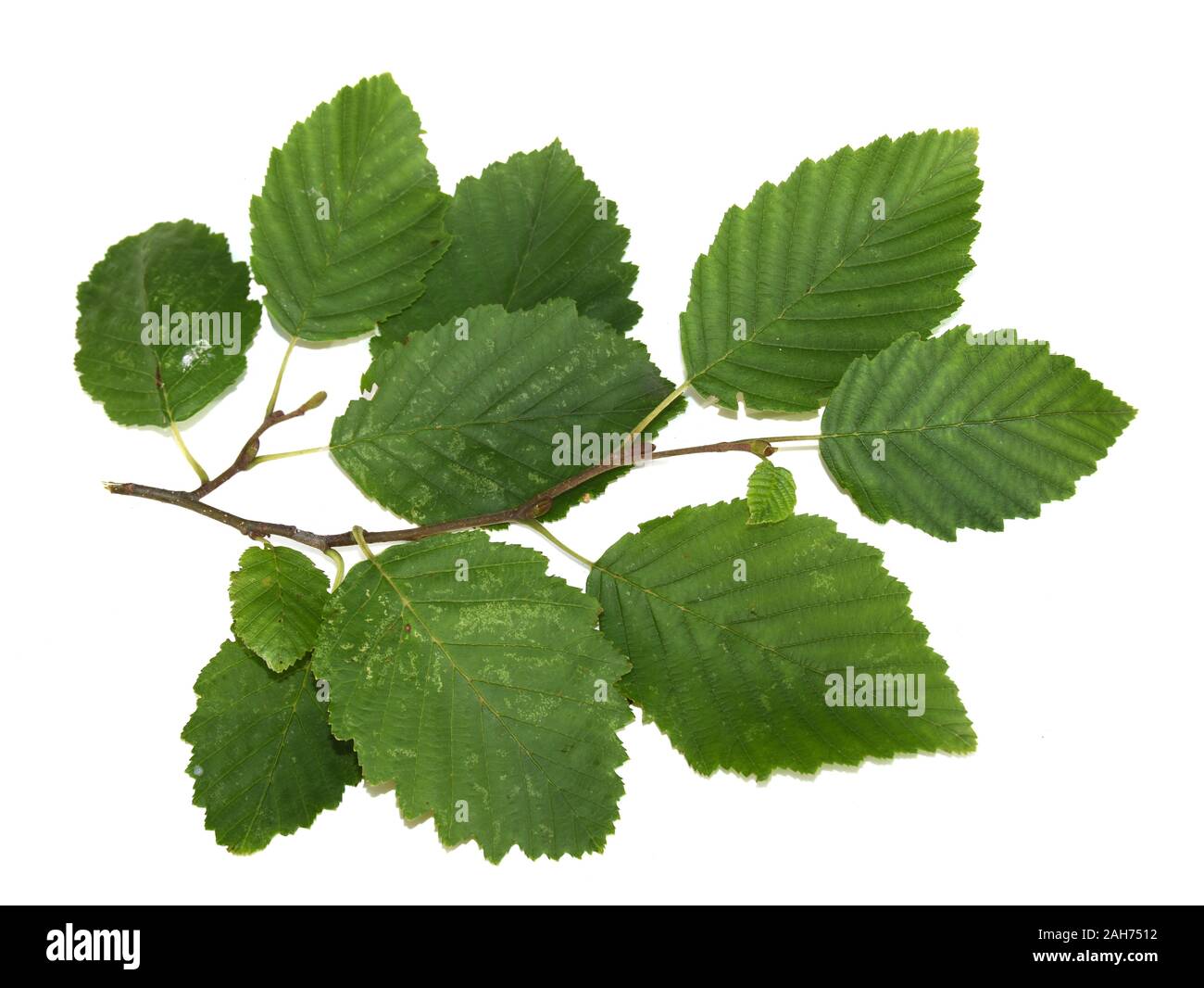 Alder alnus incana tree branch immagini e fotografie stock ad alta ...