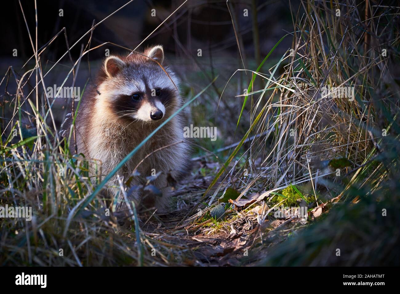 Procione Racoon Immagini e Fotos Stock - Alamy