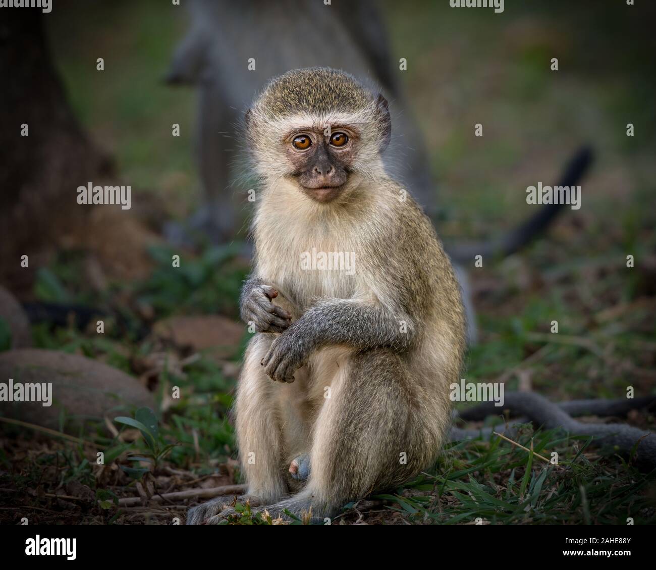 Simpatiche scimmiette immagini e fotografie stock ad alta risoluzione ...