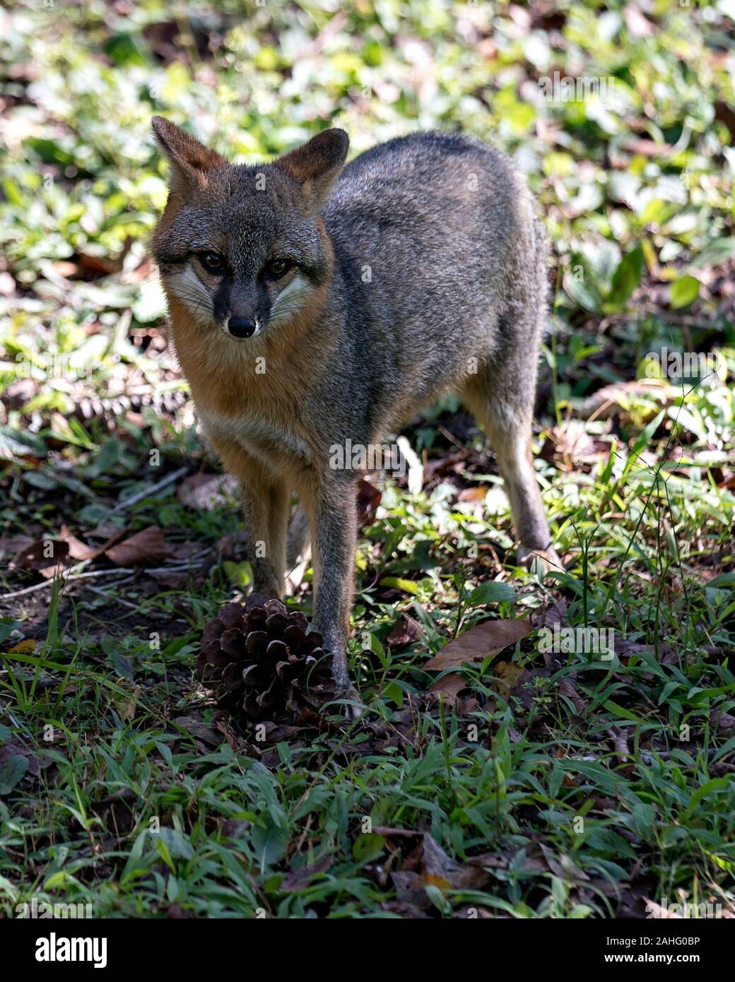 Animale dalla coda folta immagini e fotografie stock ad alta ...