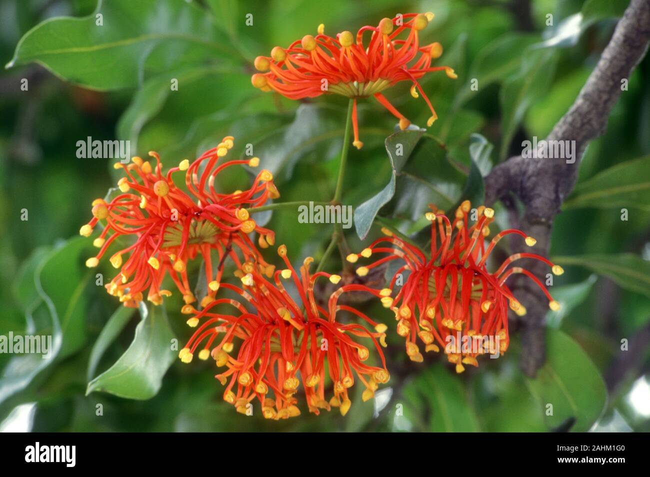 Fiori dell'albero del fuoco immagini e fotografie stock ad alta ...