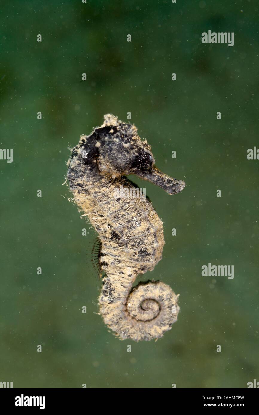 Ippocampo taeniopterus immagini e fotografie stock ad alta risoluzione ...