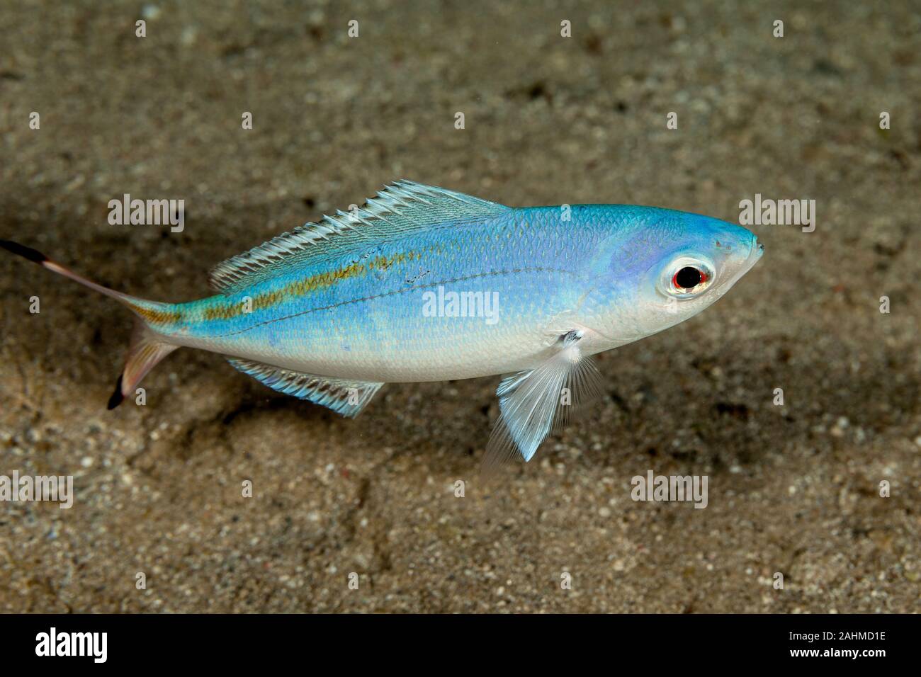 Suez fusilier immagini e fotografie stock ad alta risoluzione - Alamy