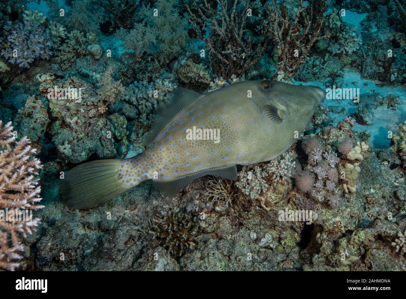 Filefish broomtail immagini e fotografie stock ad alta risoluzione - Alamy