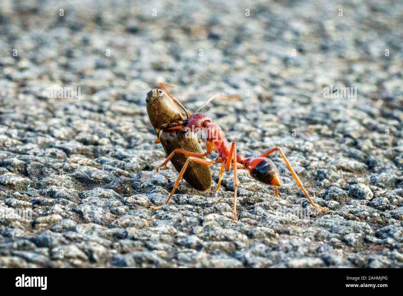 Formica di toro australiano immagini e fotografie stock ad alta ...