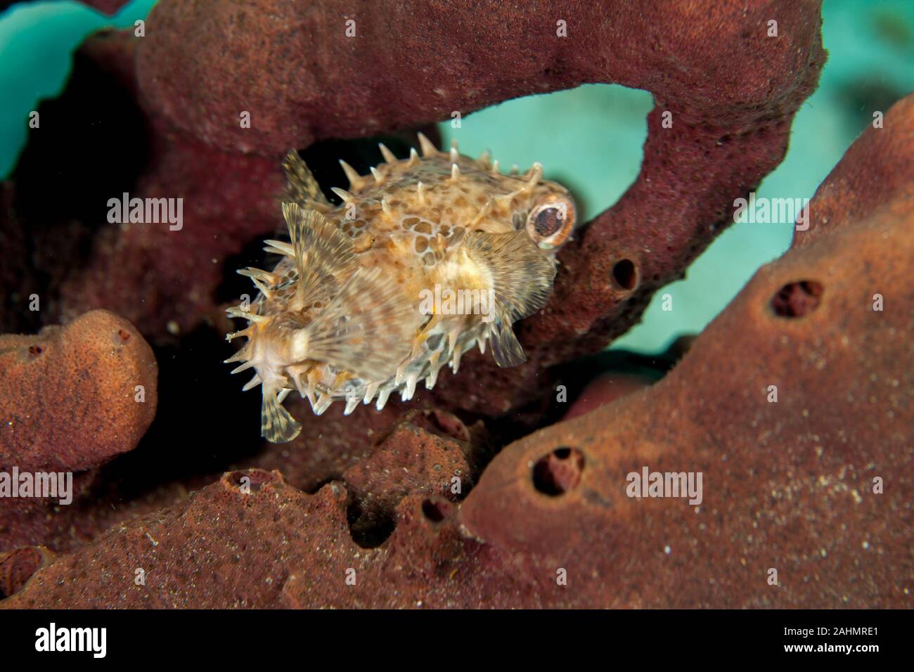 Pesce istrice lunghina immagini e fotografie stock ad alta risoluzione ...