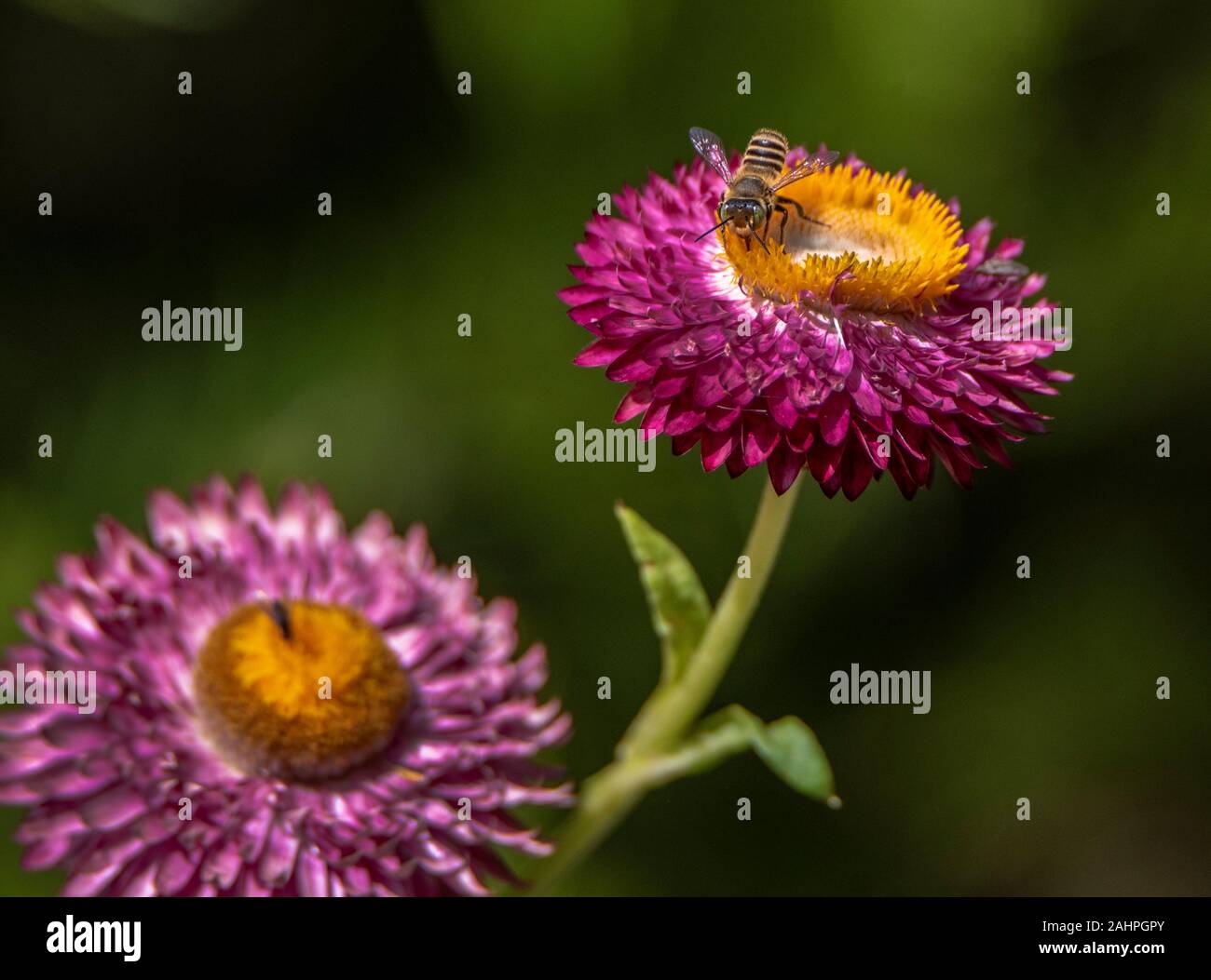Australian native flower immagini e fotografie stock ad alta ...
