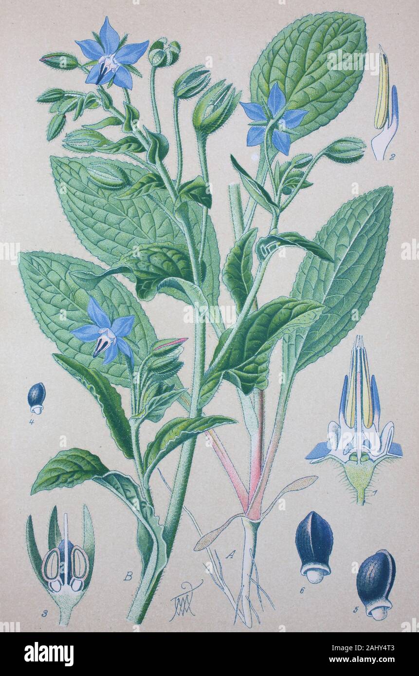 Borragine, borragine officinalis, starflower, pianta flowering famiglia ...