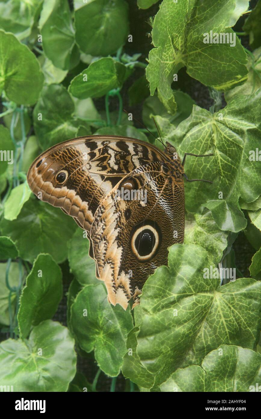 Farfalla gigante del mondo immagini e fotografie stock ad alta ...