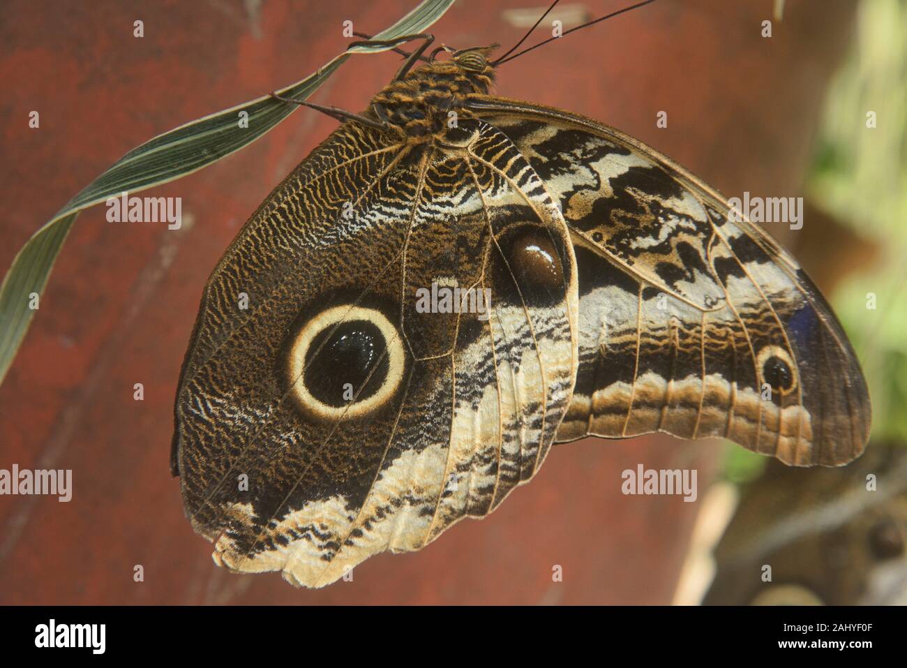 Farfalla gigante del mondo immagini e fotografie stock ad alta ...