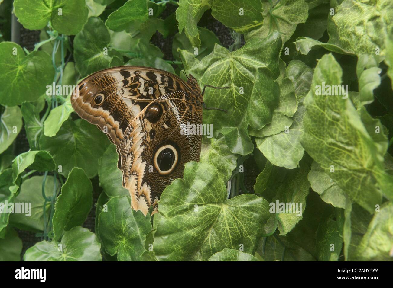 Farfalla gigante del mondo immagini e fotografie stock ad alta ...