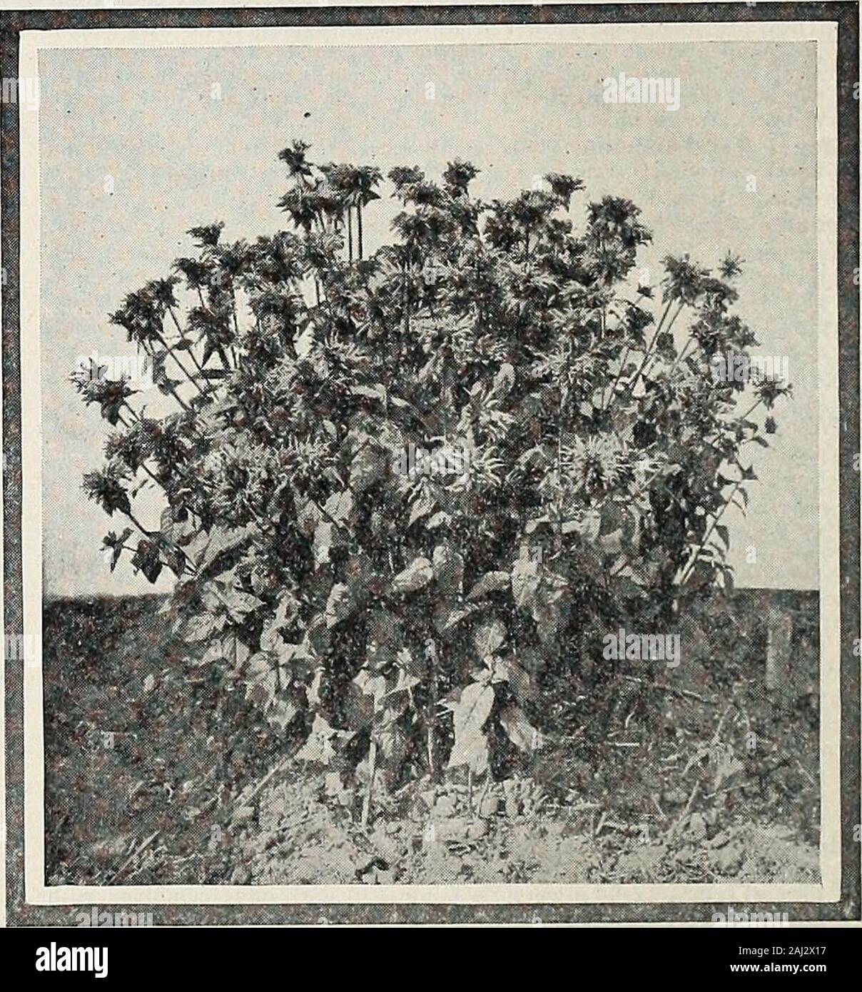 Pianta di malvarosa coltivata da seme immagini e fotografie stock ad ...