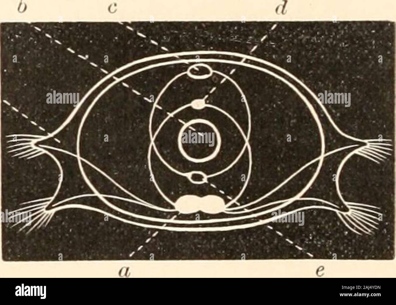 Simmetria bilaterale del corpo immagini e fotografie stock ad alta ...