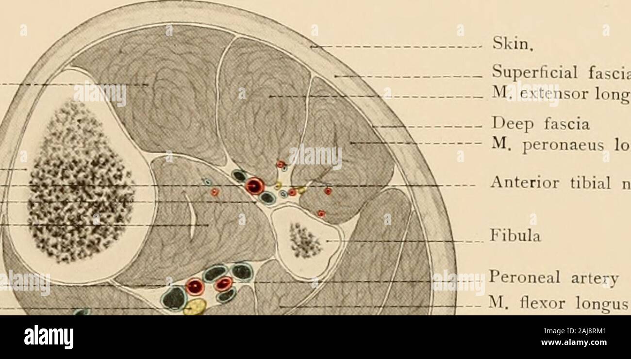 Atlas e libro di testo di carte topografiche e applicata anatomia ...