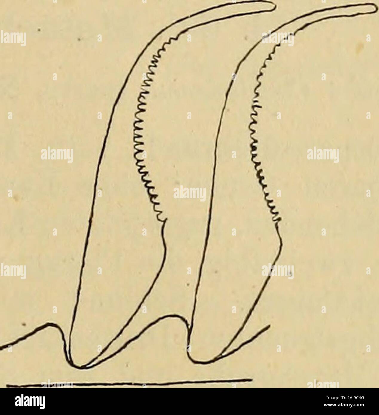 Solenogastres . Fig. 9.Radula von P. raduliferum. Fig. 10.Radula von P ...