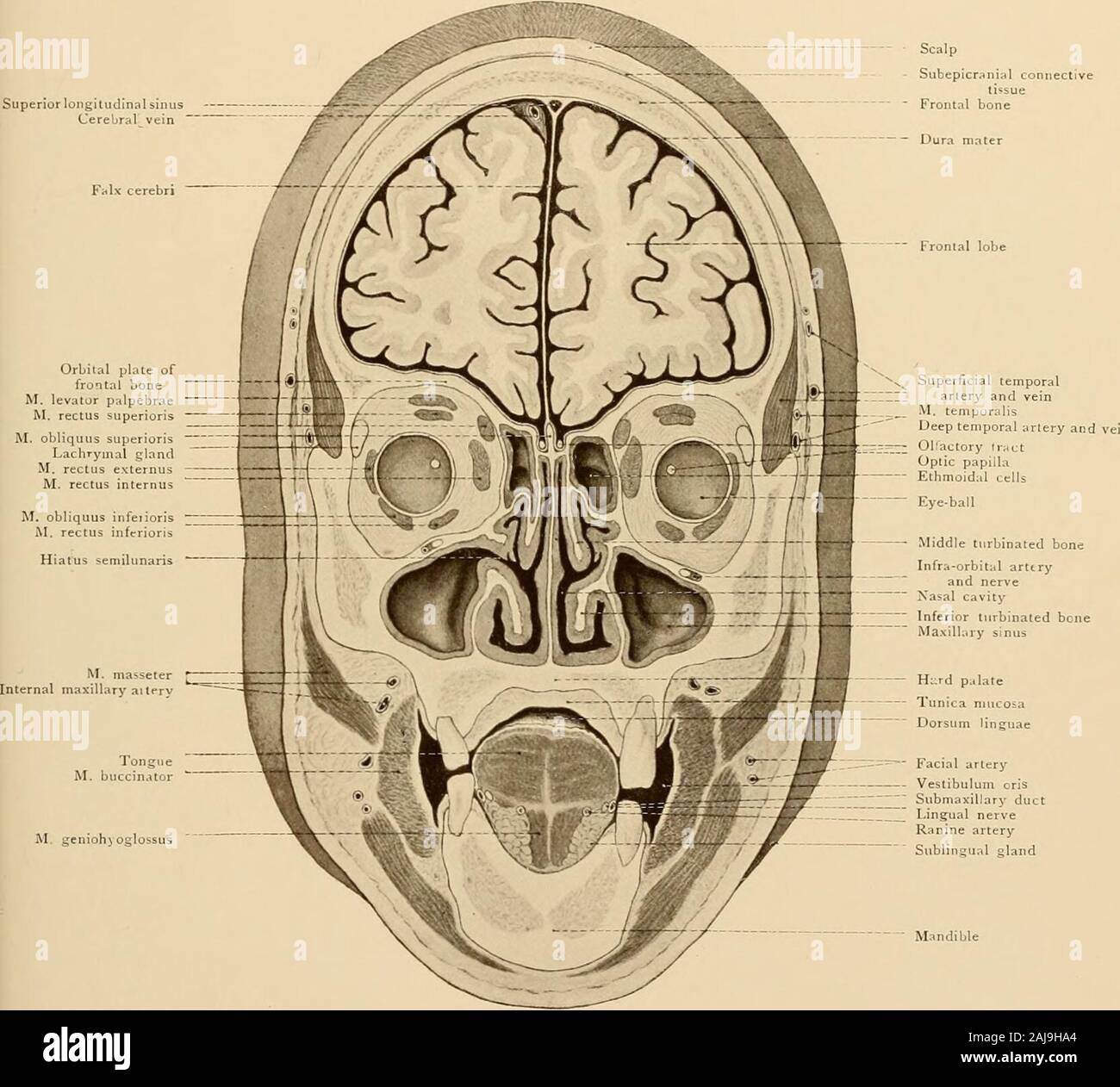 Palpebral conjunctiva immagini e fotografie stock ad alta risoluzione ...