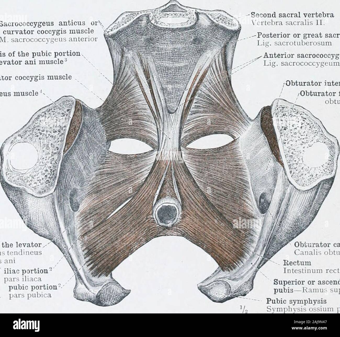 Un atlante di anatomia umana per gli studenti e i medici . liosciatic o ...