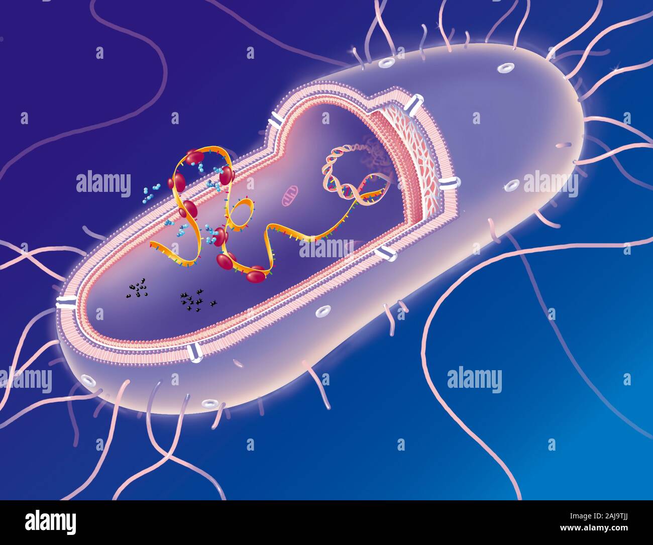 Cellula procariote immagini e fotografie stock ad alta risoluzione - Alamy