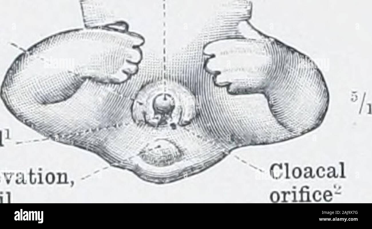 Un atlante di anatomia umana per gli studenti e i medici ...