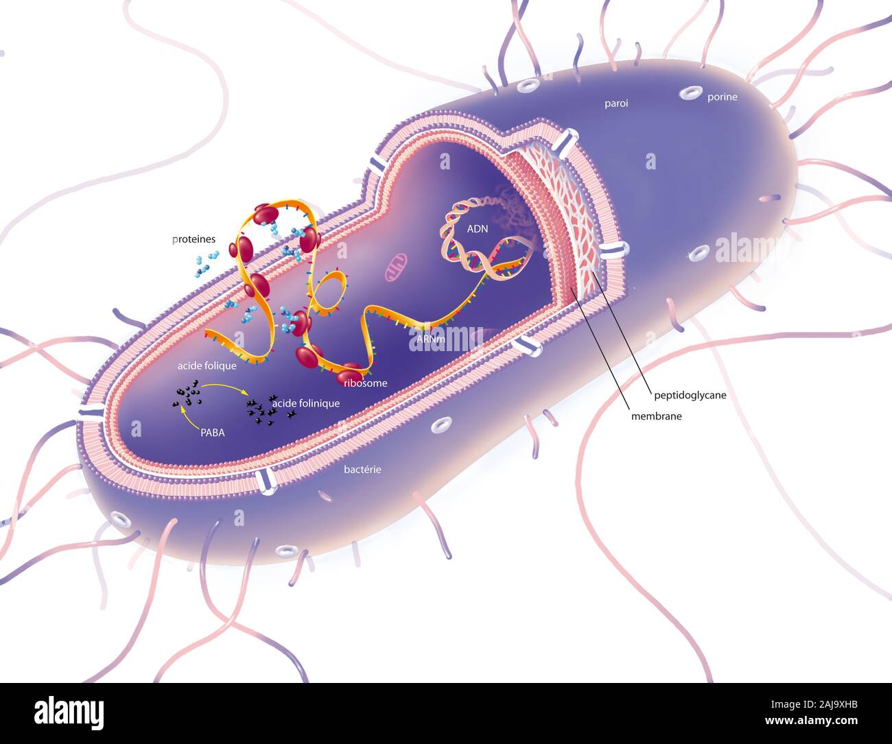Cellula procariota Immagini senza sfondo e Foto Stock ritagliate - Alamy