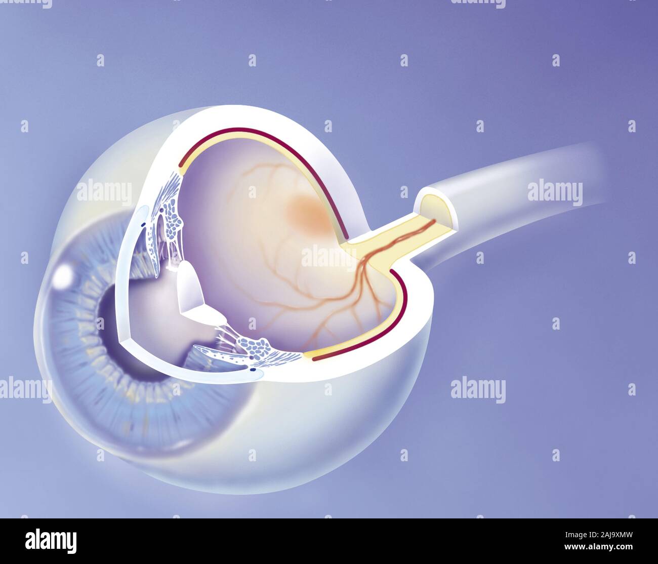 Schema occhio anatomico immagini e fotografie stock ad alta risoluzione ...