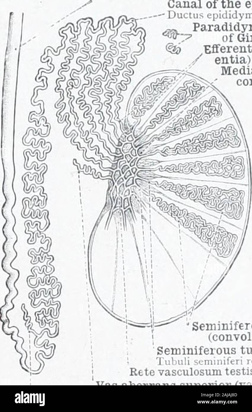 Anatomia testicolo anatomia fig 1 immagini e fotografie stock ad alta ...