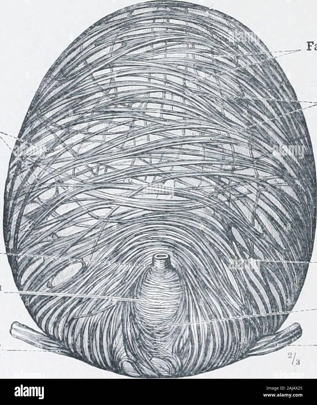Un atlante di anatomia umana per gli studenti e i medici . Urachus, o ...