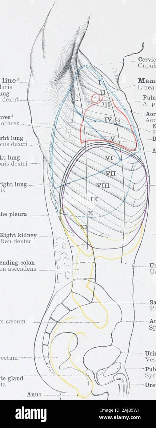 Un atlante di anatomia umana per gli studenti e i medici . ndaries ...