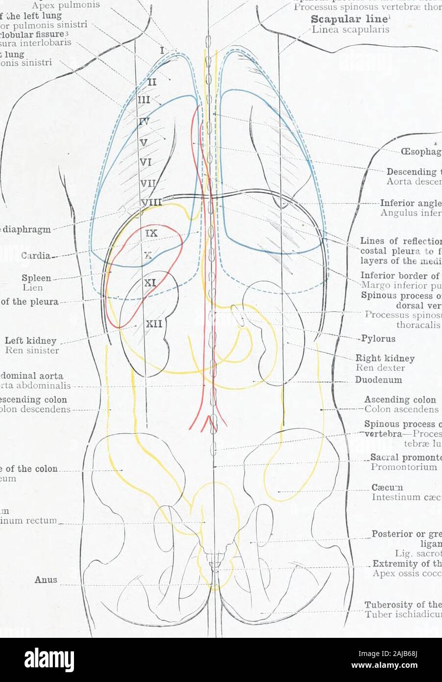 Un atlante di anatomia umana per gli studenti e i medici . della milza ...