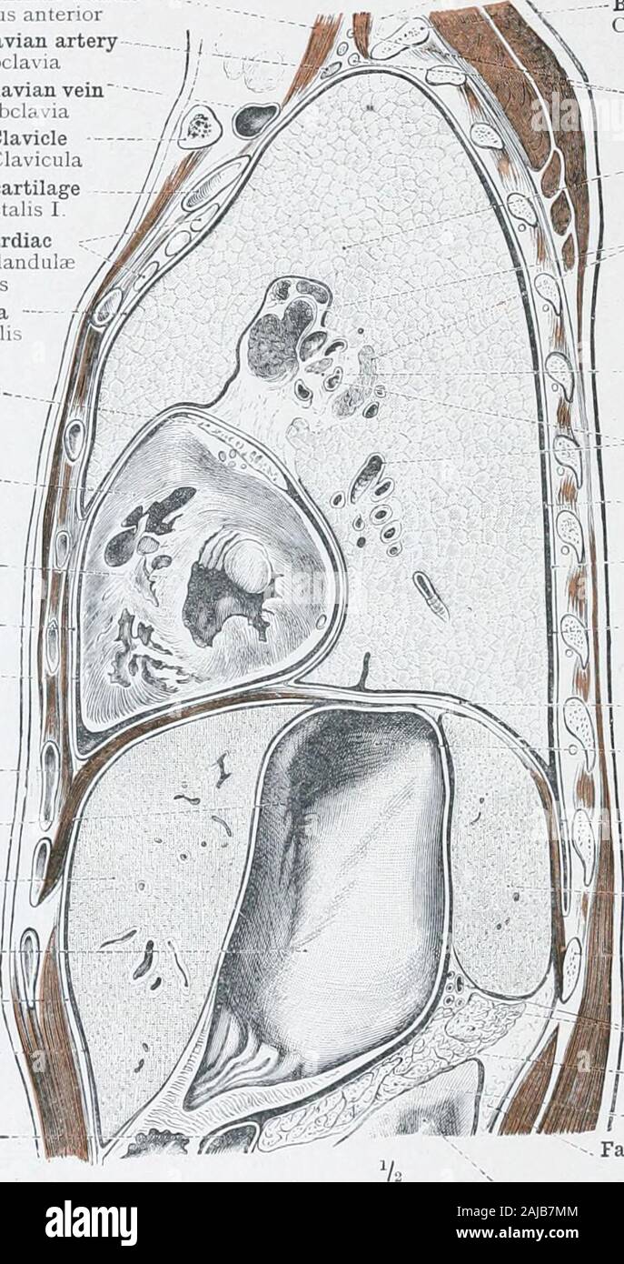 Un atlante di anatomia umana per gli studenti e i medici . ail del ...