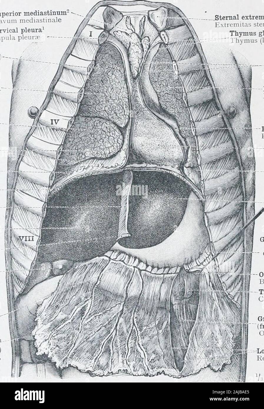 Un atlante di anatomia umana per gli studenti e i medici . Egli colon ...
