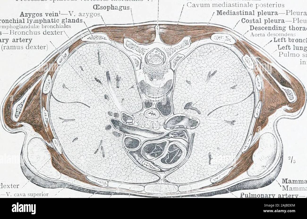 Un atlante di anatomia umana per gli studenti e i medici . Posteriore ...