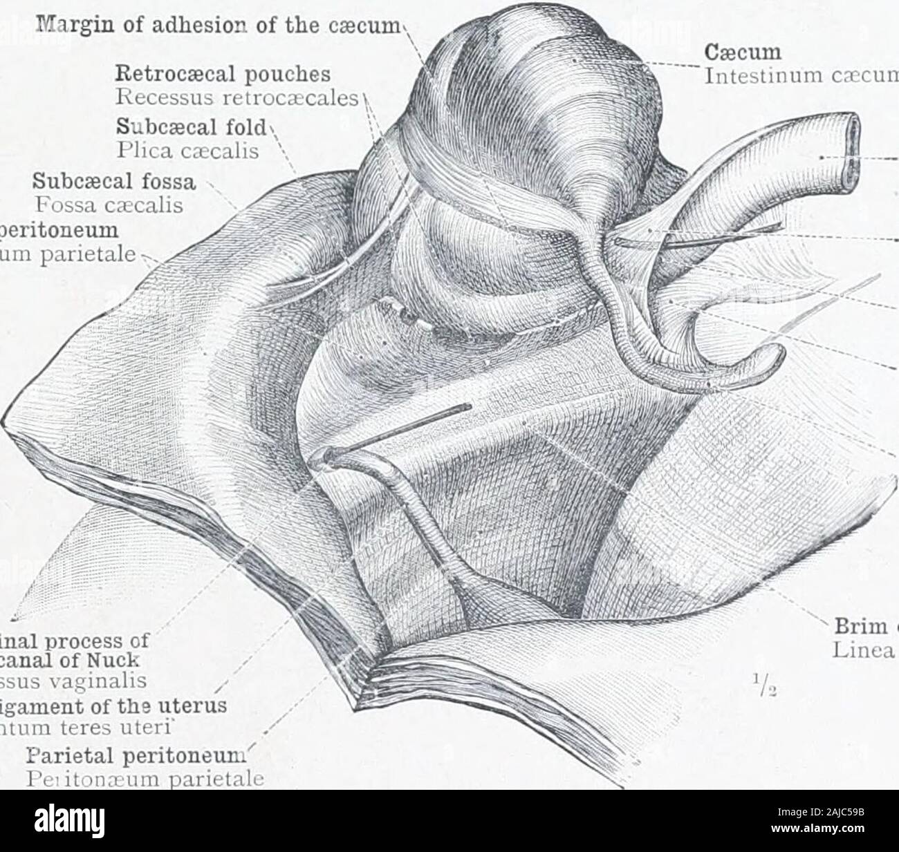 Un atlante di anatomia umana per gli studenti e i medici . •Mesocolon ...