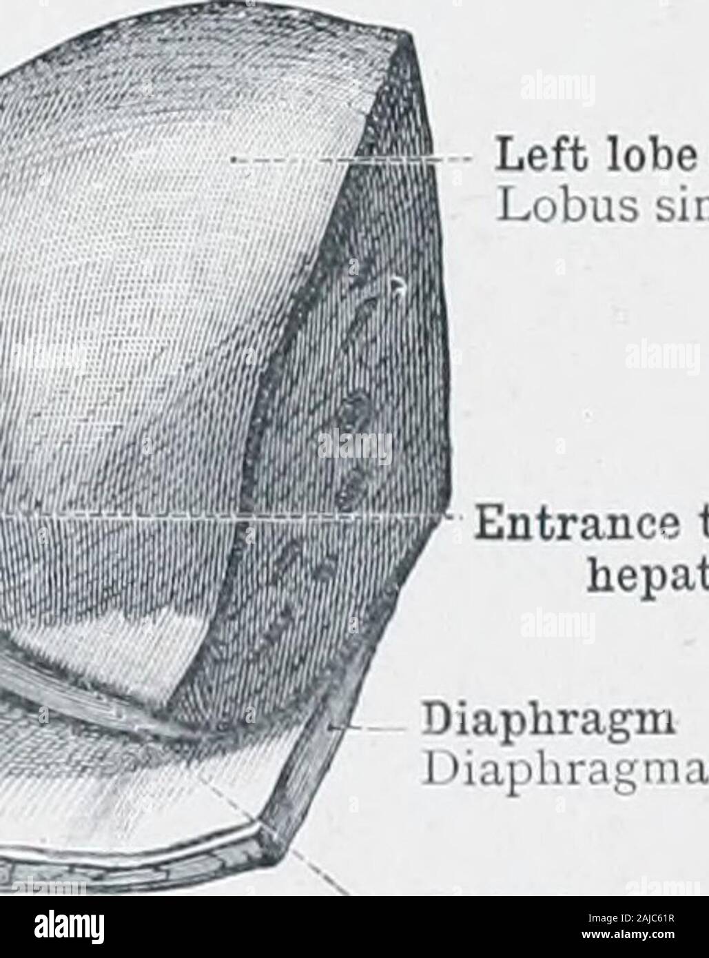 Un atlante di anatomia umana per gli studenti e i medici . Jf:. Lobo ...