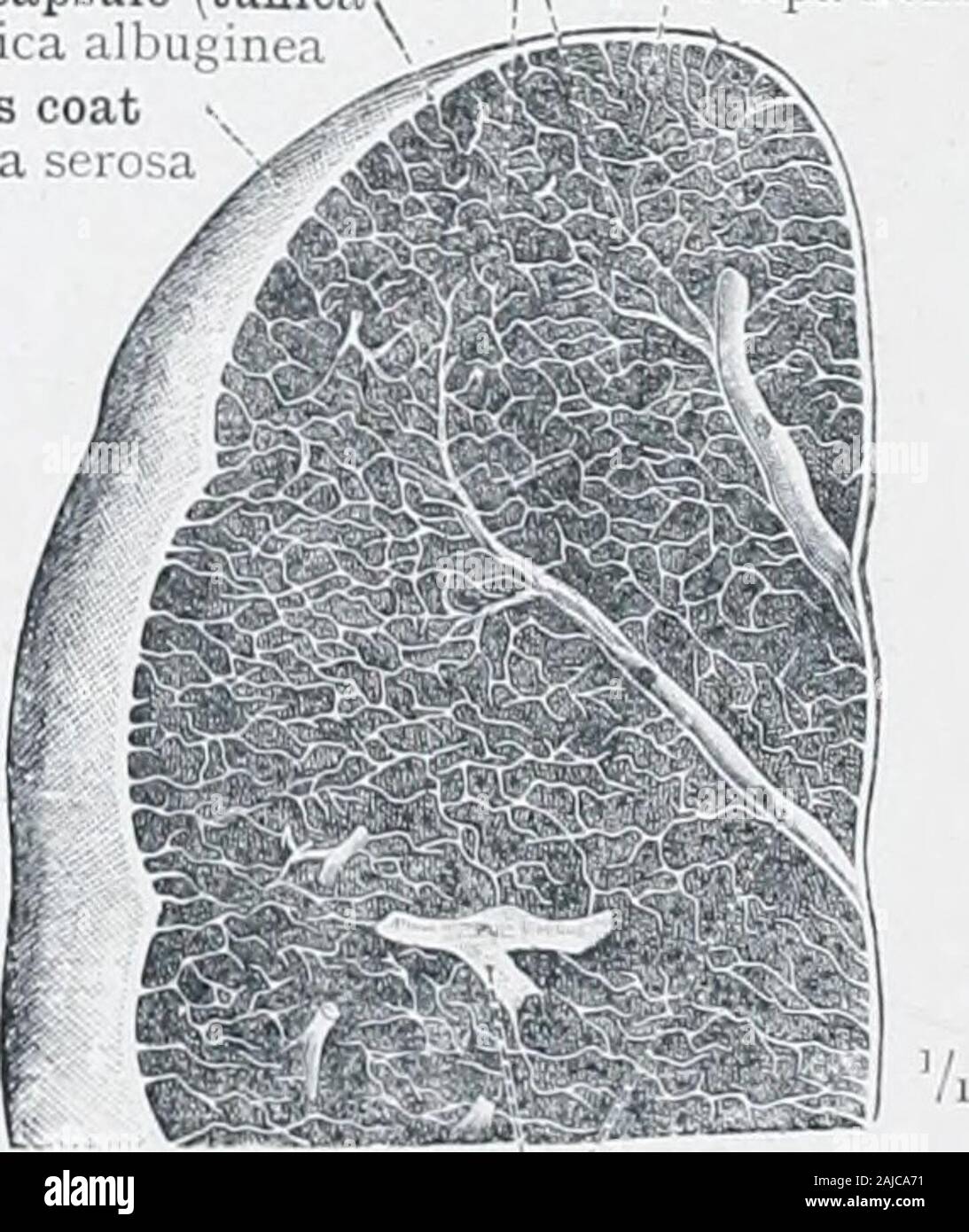 Un atlante di anatomia umana per gli studenti e i medici ...
