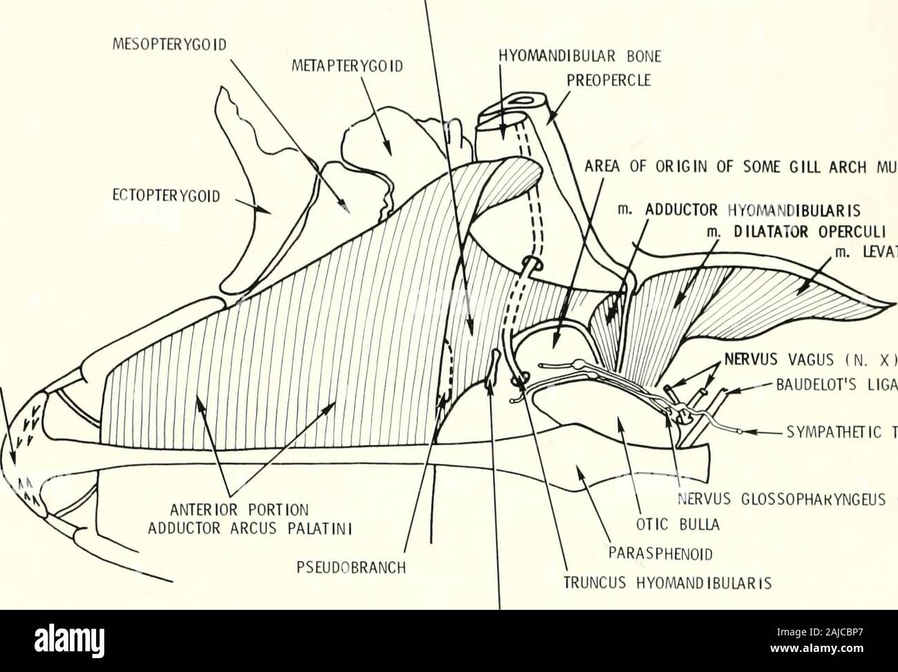 Carte occasionale dell'Accademia delle Scienze della California ...