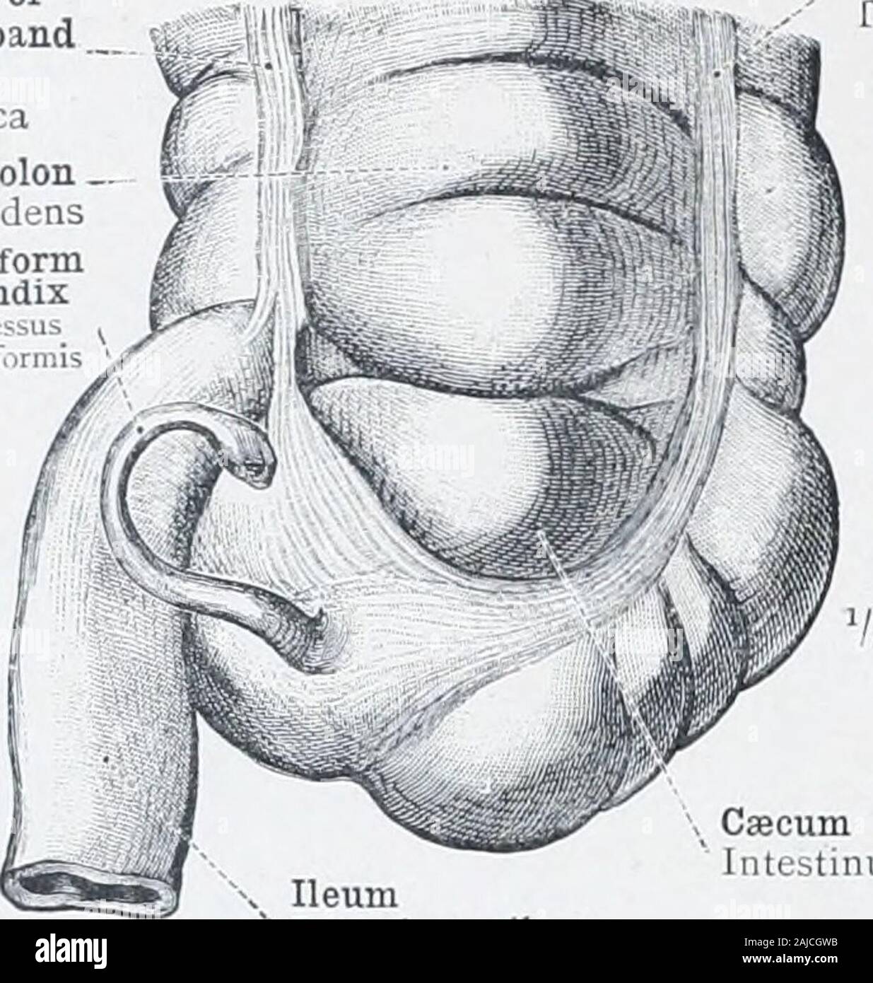 Un atlante di anatomia umana per gli studenti e i medici . sterior o ...