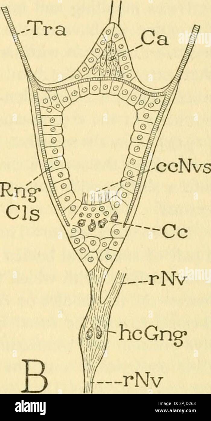 Smithsonian collezioni varie . -RNv Fig. 1.-l'retrocerebral organi ...