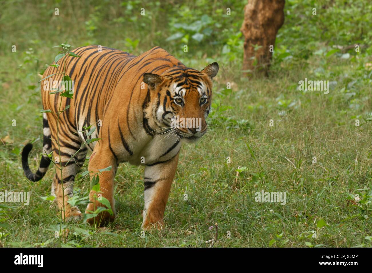 Tigre bengala tadoba immagini e fotografie stock ad alta risoluzione ...