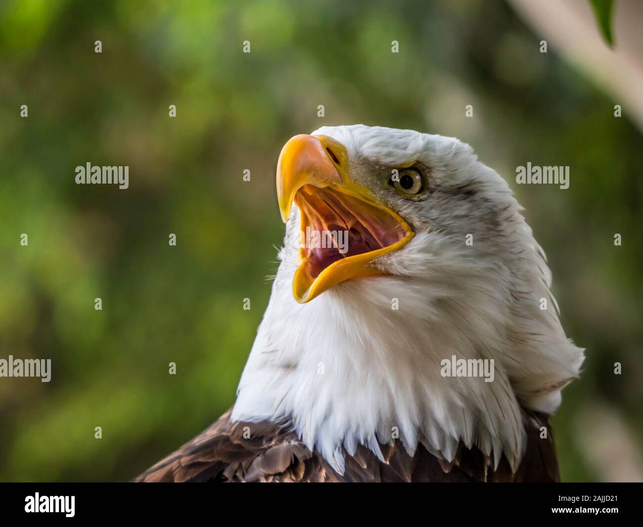 Testa bianca aquila di mare immagini e fotografie stock ad alta ...