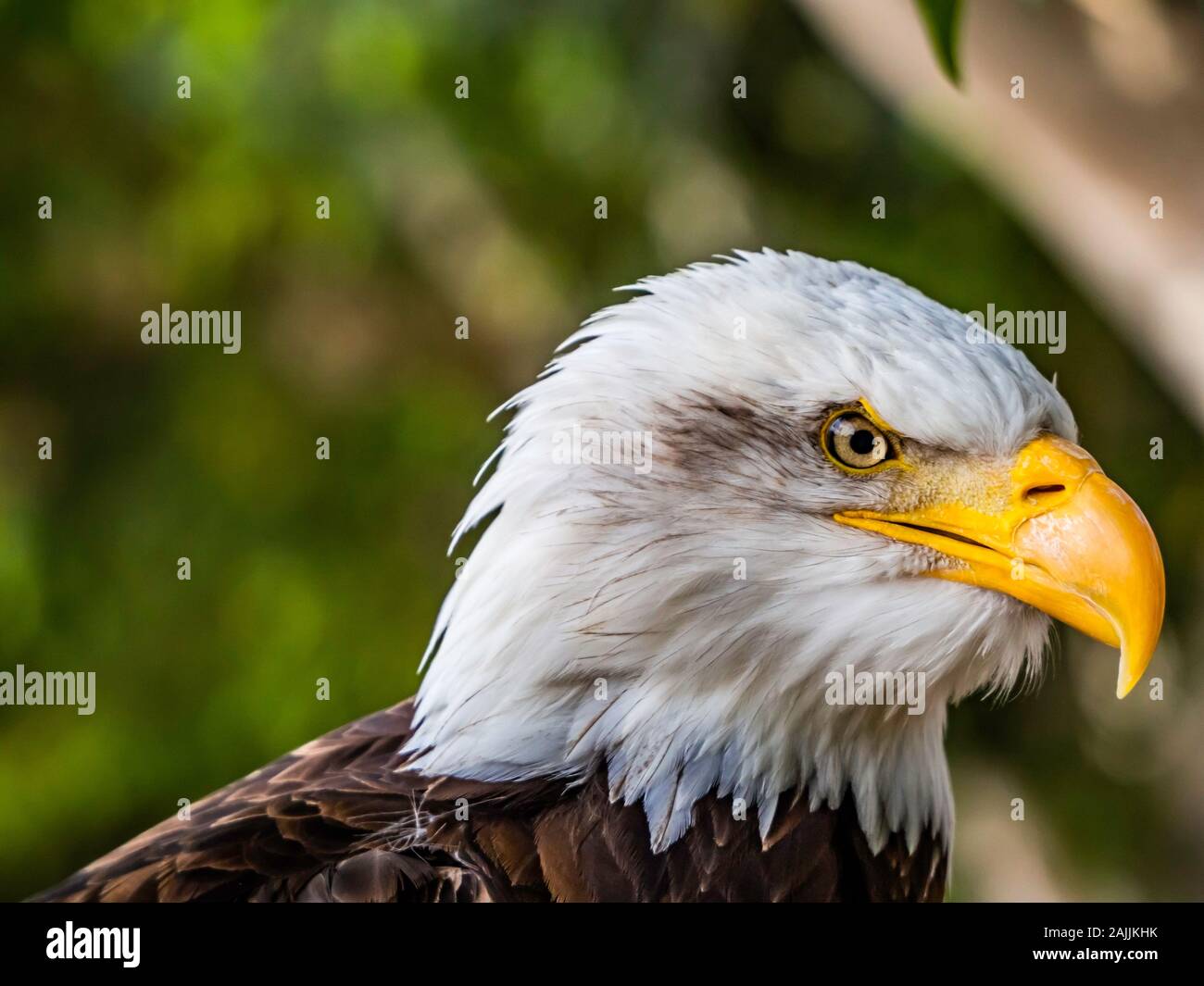 Testa bianca aquila di mare immagini e fotografie stock ad alta ...