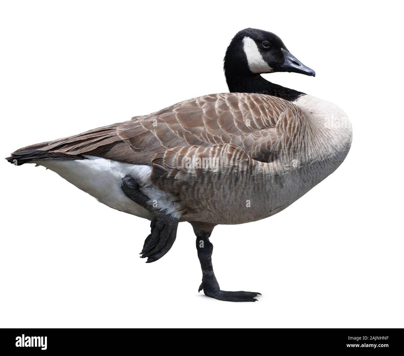 Sfondo scientifico Immagini senza sfondo e Foto Stock ritagliate - Alamy