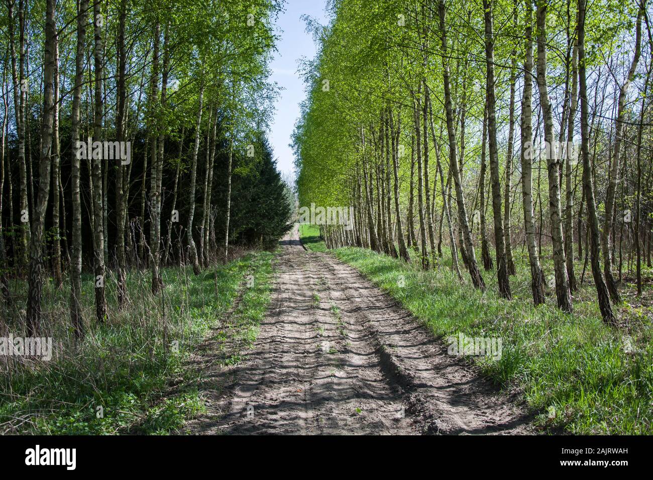 Linea verde alberi su strada immagini e fotografie stock ad alta ...